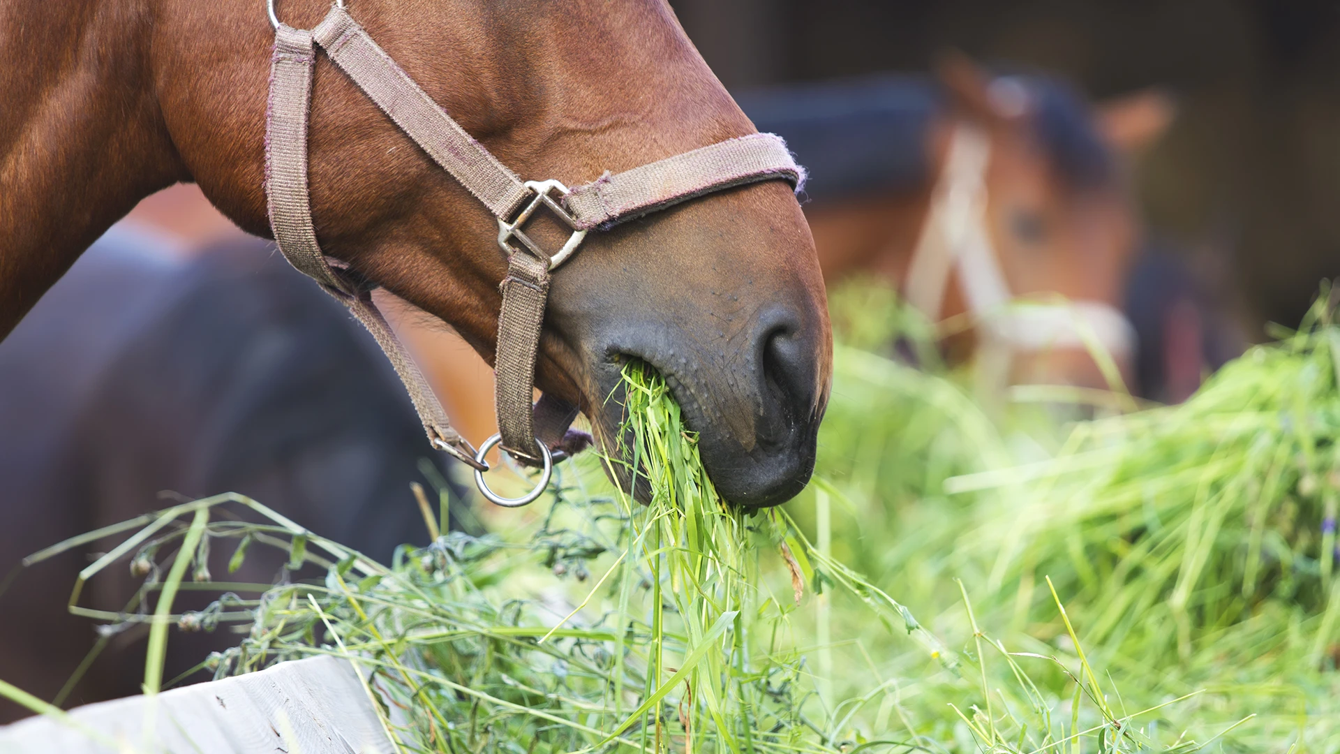 Die richtige Fütterung von Pferden